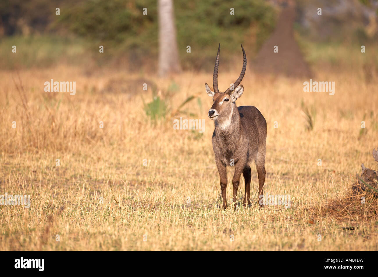 Waterbuck (Kobus ellipsiprymnus Stock Photo - Alamy