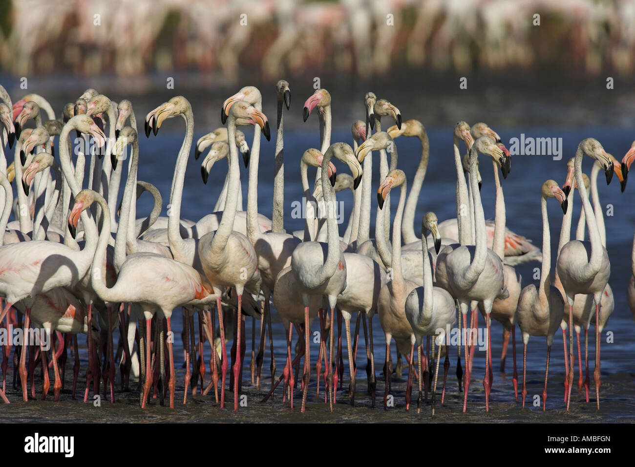 greater flamingo (Phoenicopterus ruber), flock, walking in the water ...