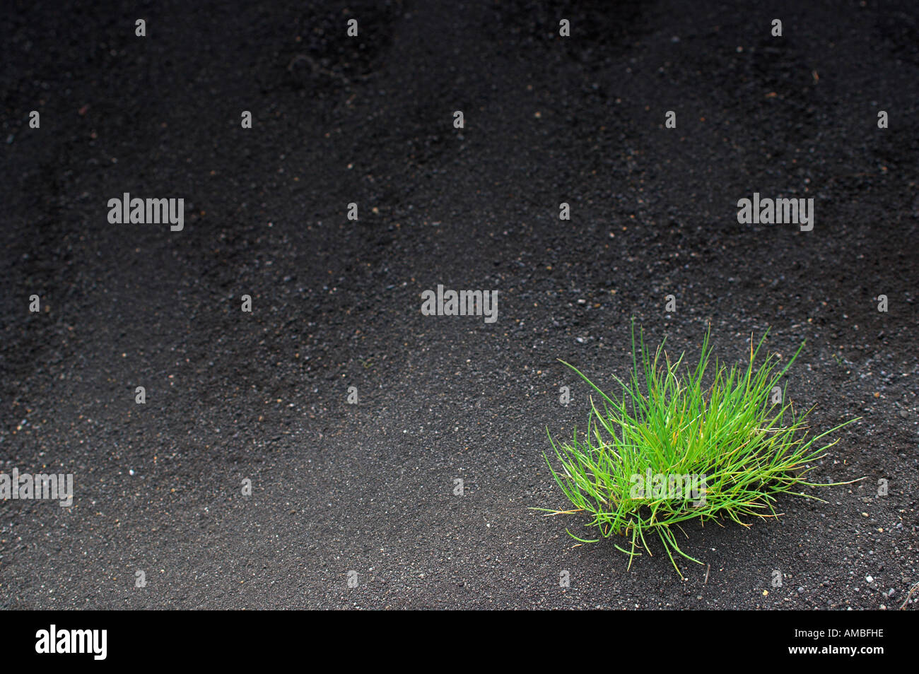 Tuft of green hi-res stock photography and images - Alamy