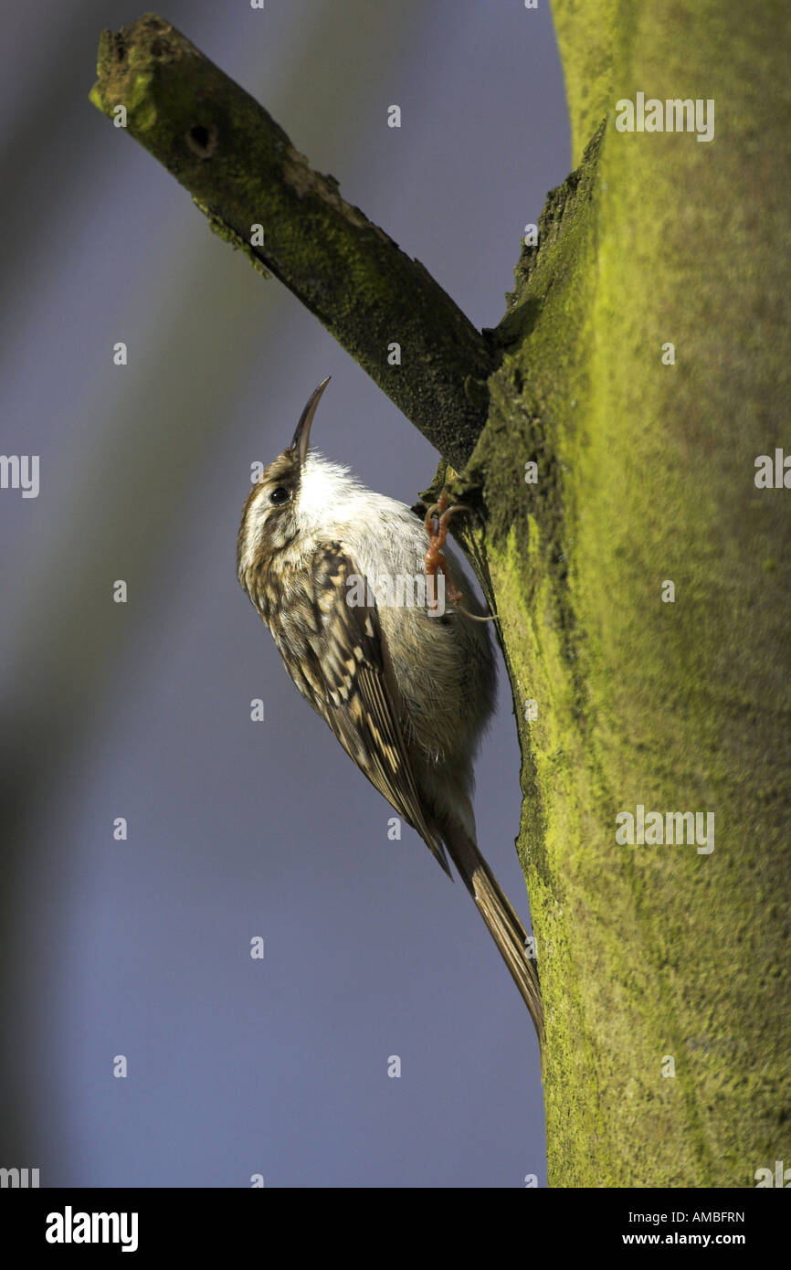 Short toed tree creepers High Resolution Stock Photography and Images ...