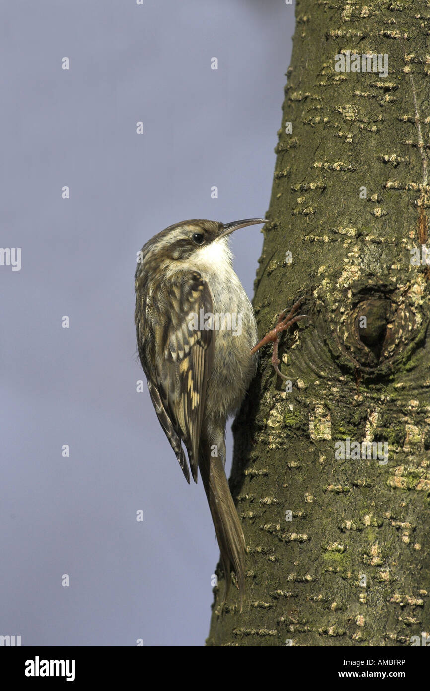 Short toed tree creepers High Resolution Stock Photography and Images ...