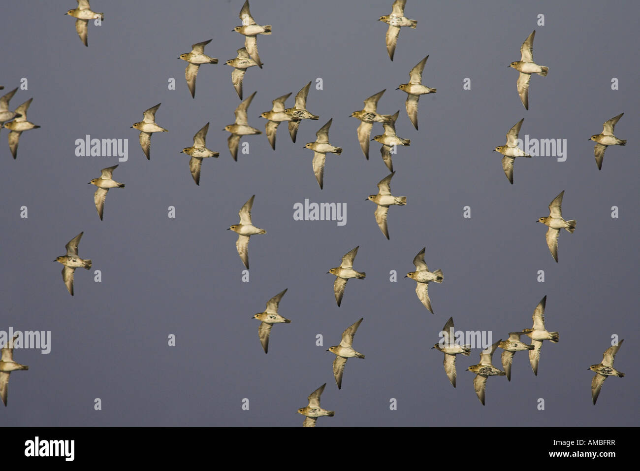 Large flock birds golden plovers hi-res stock photography and images ...