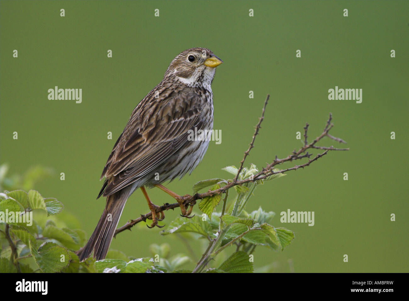 corn bunting (Emberiza calandra, Miliaria calandra), on a bush, Greece ...
