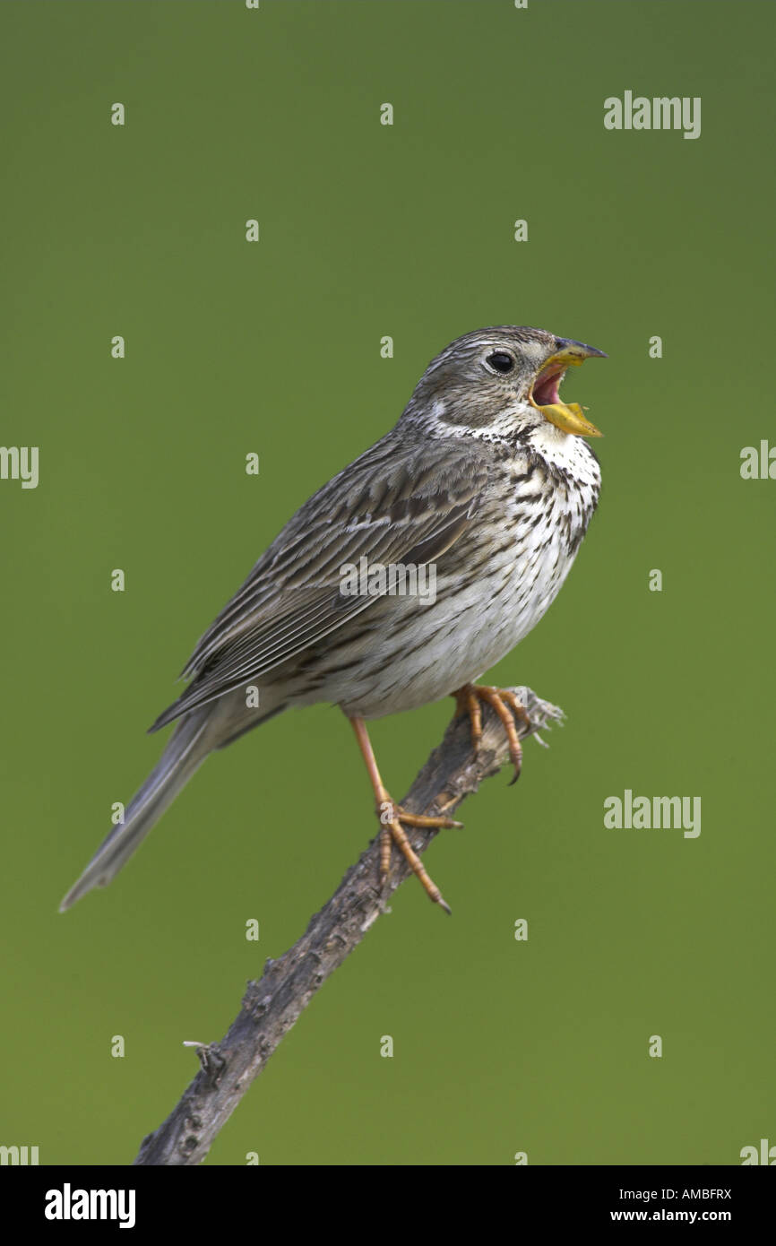 Portrait format corn bunting hi-res stock photography and images - Alamy