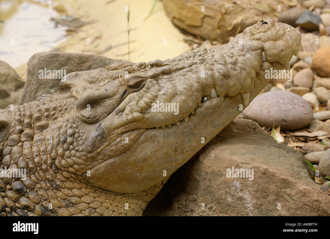 Crocodile saltwater largest hi-res stock photography and images - Alamy
