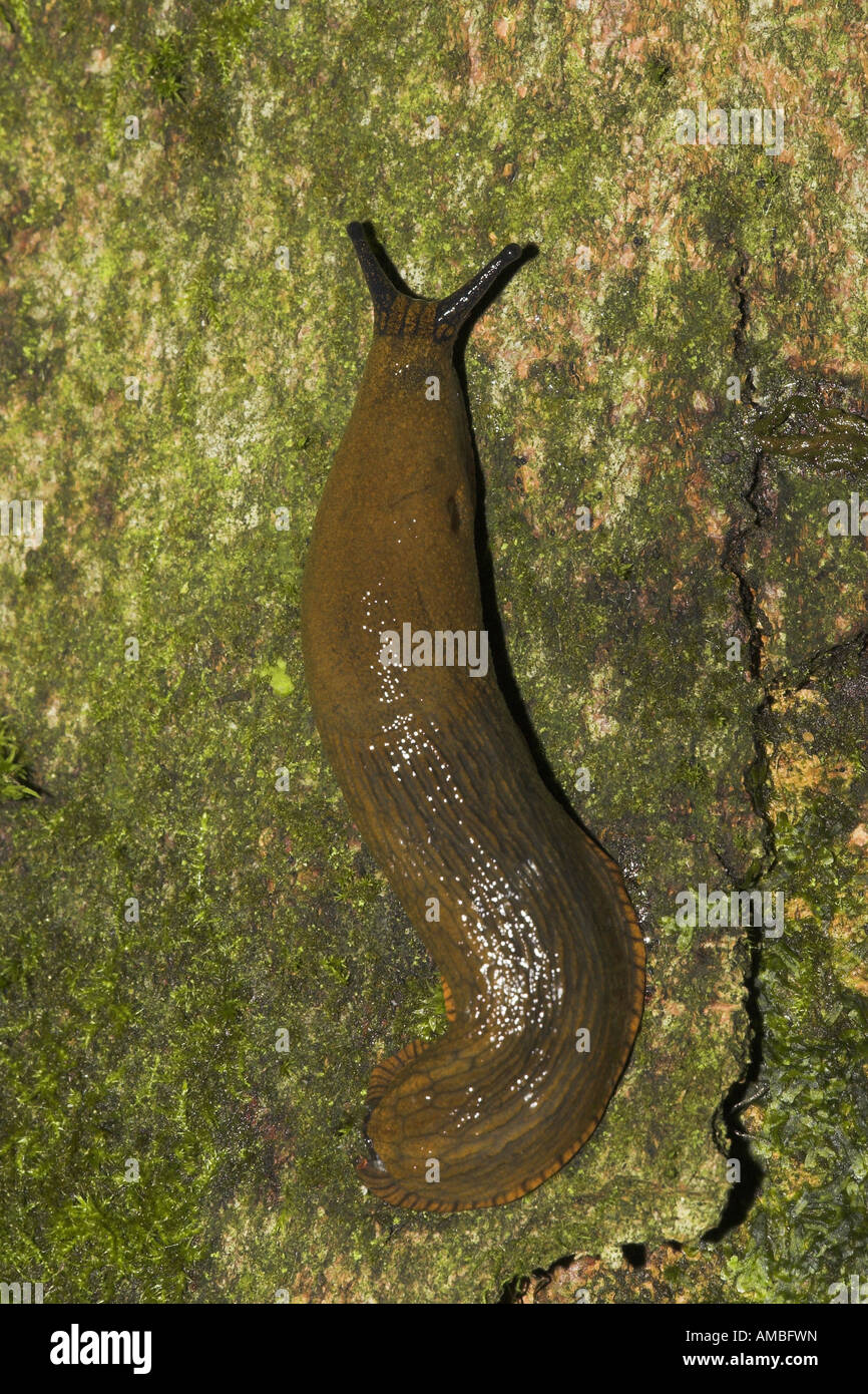 large red slug, greater red slug, chocolate arion (Arion rufus ...