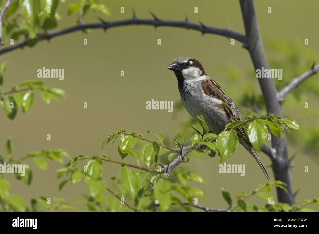 house sparrow (Passer domesticus), male in a bush, Greece, Macedonia ...