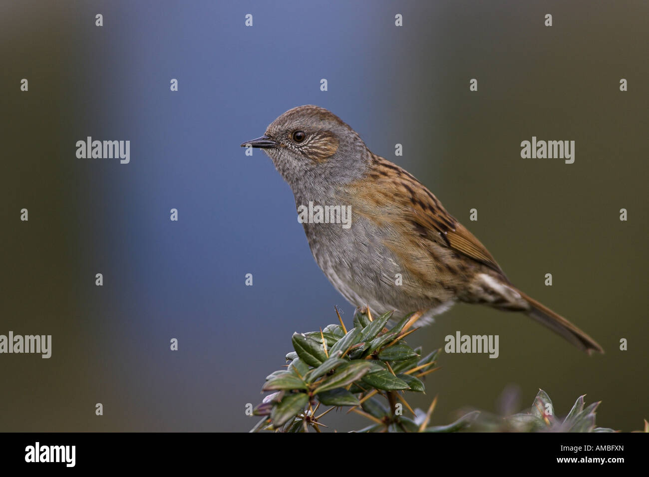 Portrait format dunnock hi-res stock photography and images - Alamy