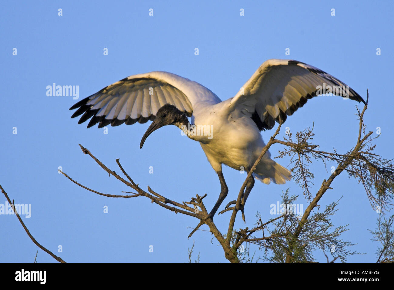 sacred ibis (Threskiornis aethiopicus), young bird in a tree, France ...