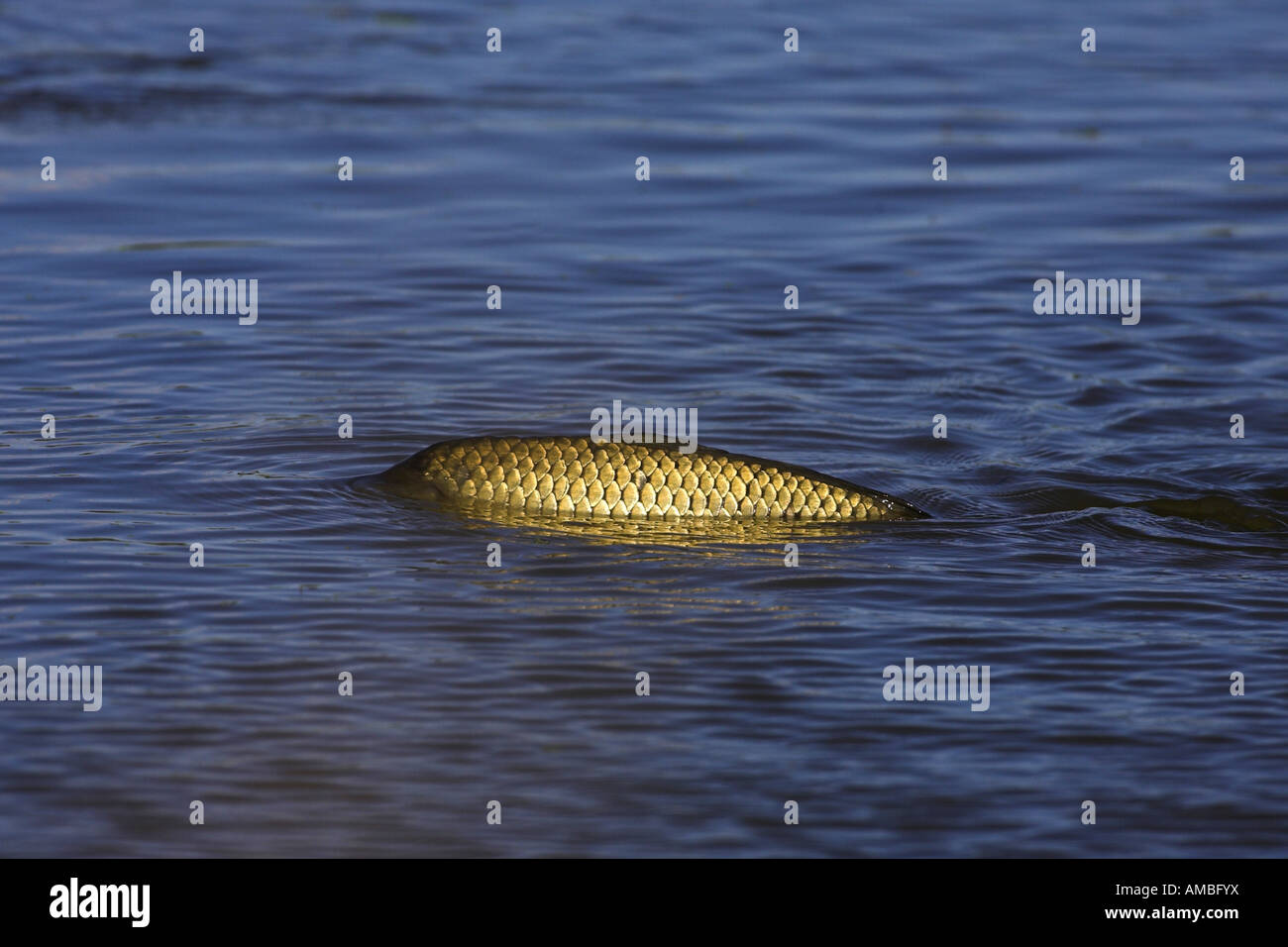 carp, common carp, European carp (Cyprinus carpio), female in shallow ...