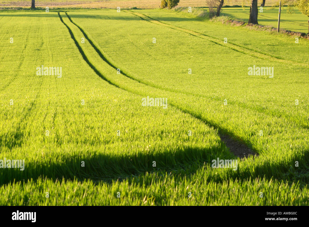 Tractor tracks in field of grass Stock Photo - Alamy