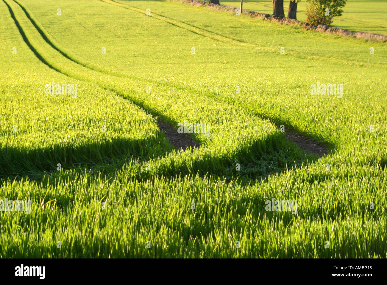 Tractor tracks in field of grass Stock Photo - Alamy