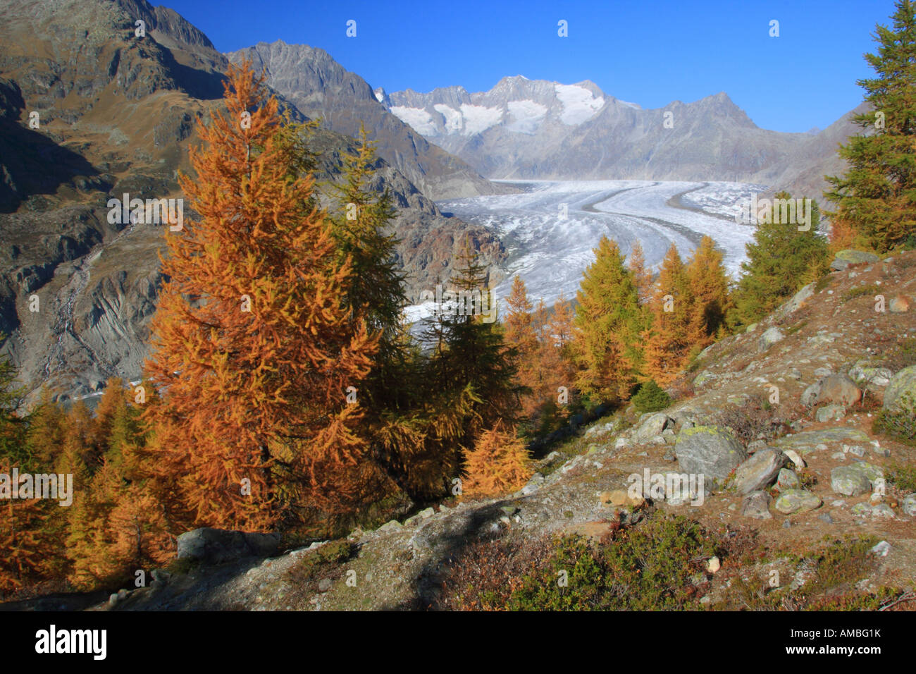Wannenhorn; Aletsch Glacier, view from Altesch forest, Switzerland ...