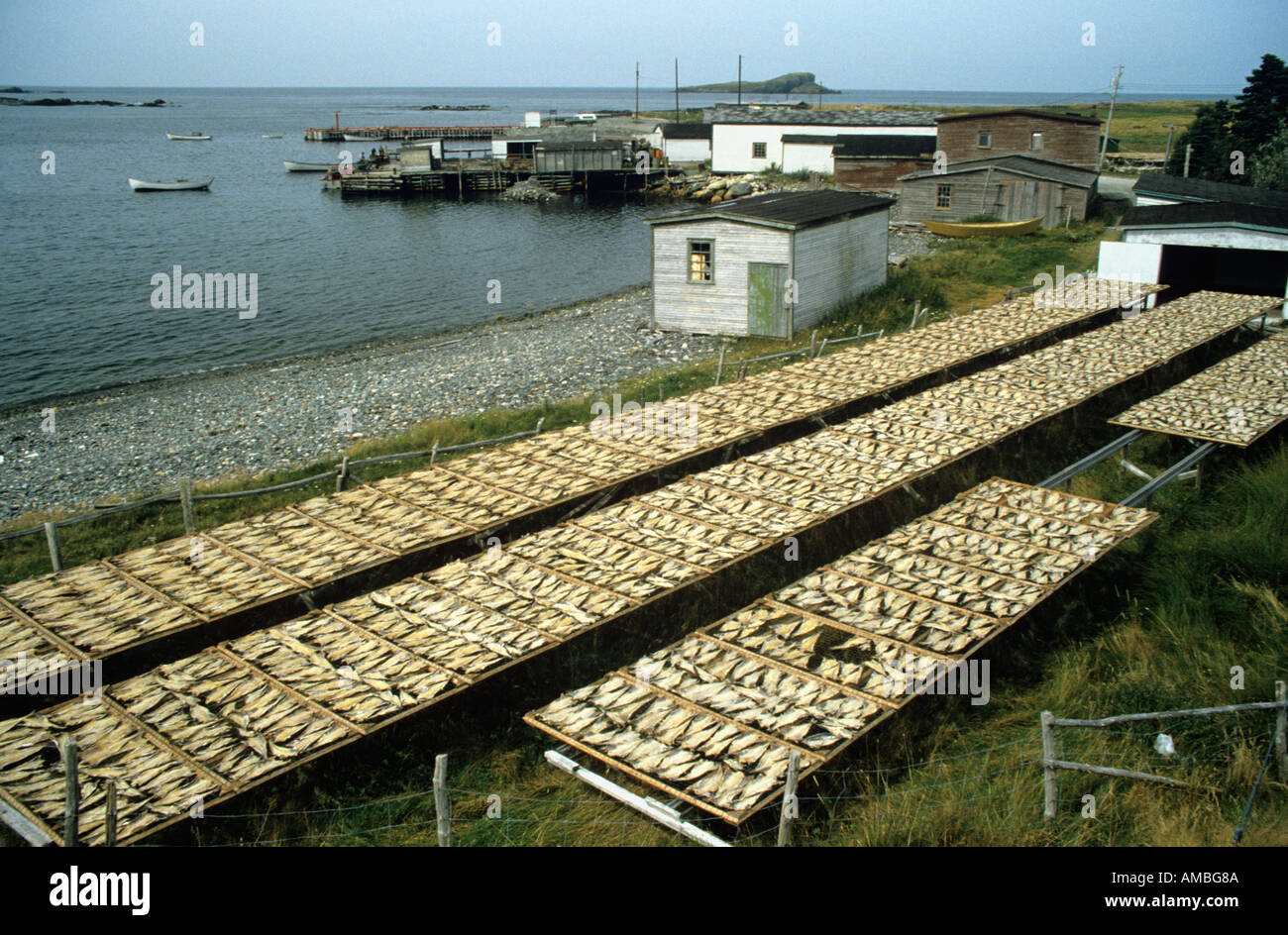 Newfoundland cod fishing hi-res stock photography and images - Alamy