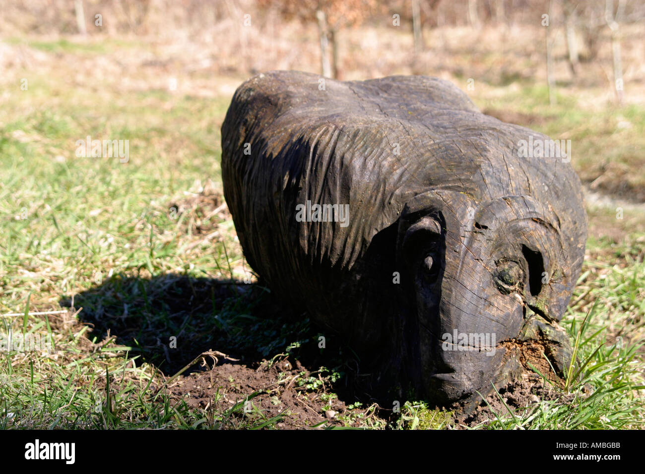 Tree stump and feature hi-res stock photography and images - Alamy