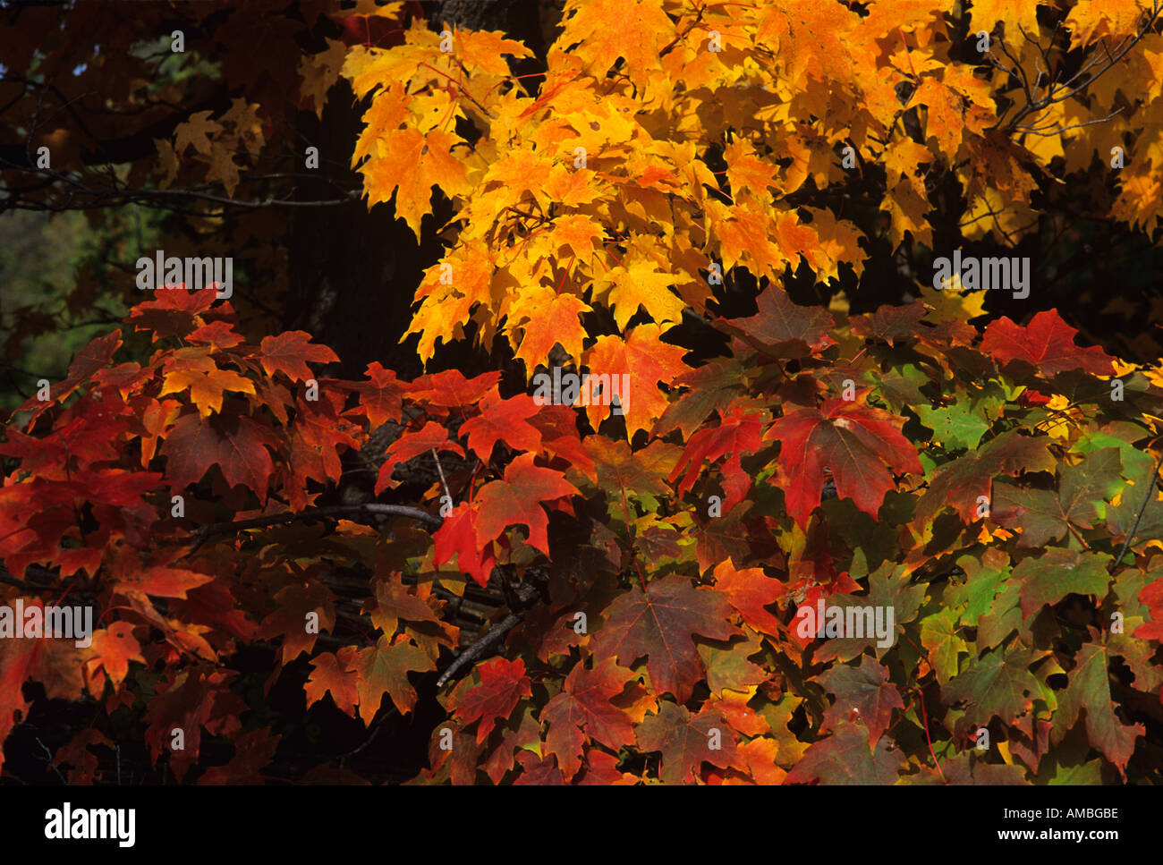 Sugar Maples display colours from bright yellow to deep red Rural ...