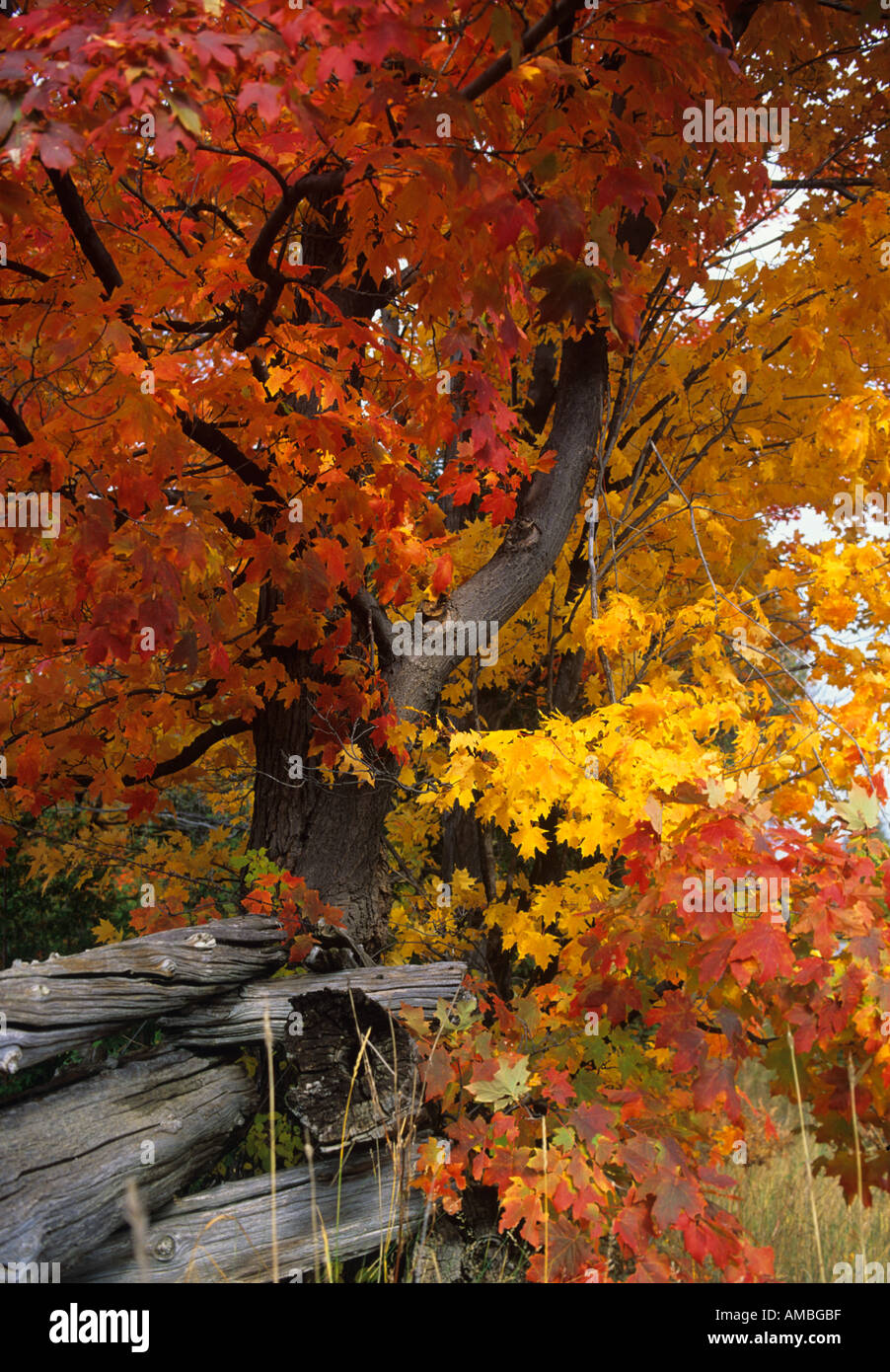 Sugar Maples display colours from bright yellow to deep red Rural ...