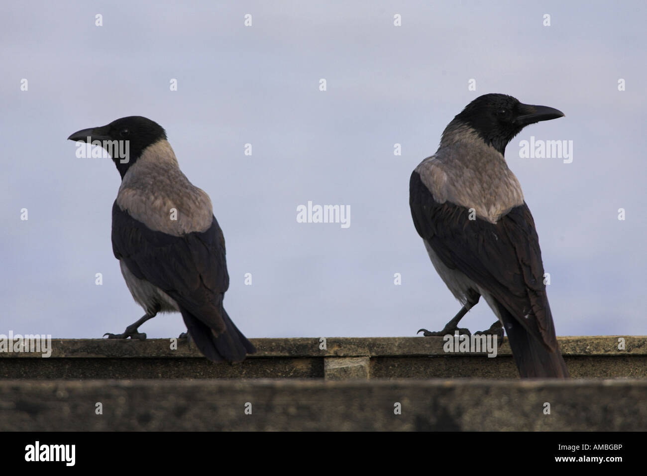 Corvus cornix pair hi-res stock photography and images - Alamy