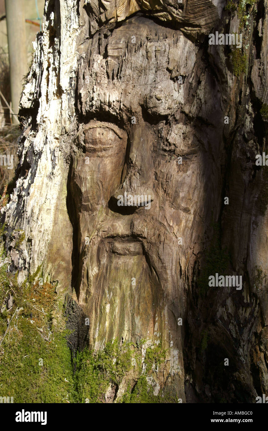 Tree stump and feature hi-res stock photography and images - Alamy