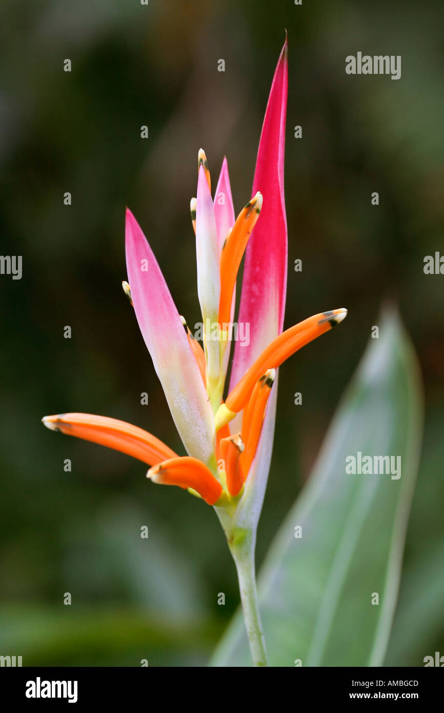 Heliconia sp flower Stock Photo - Alamy