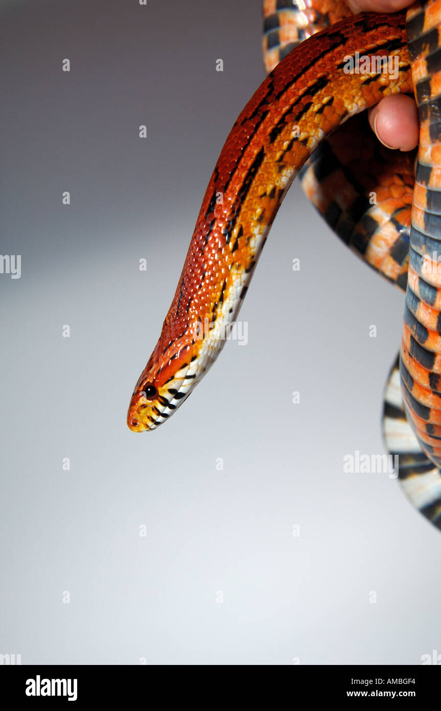 Closeup corn snake pantherophis hi-res stock photography and images - Alamy
