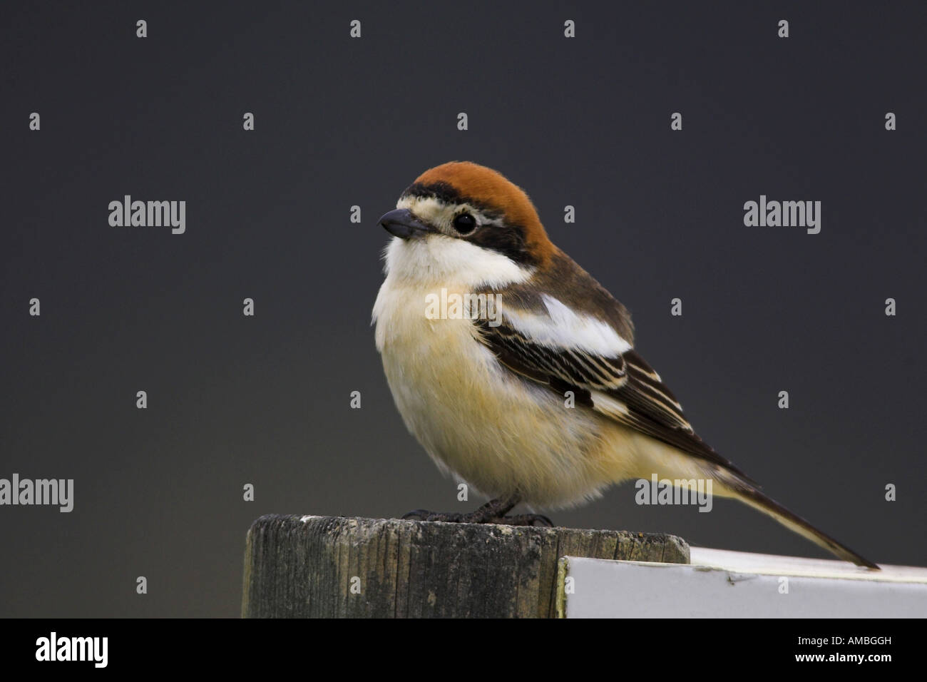 woodchat shrike (Lanius senator), sitting on a pole, Spain, Andalusia ...