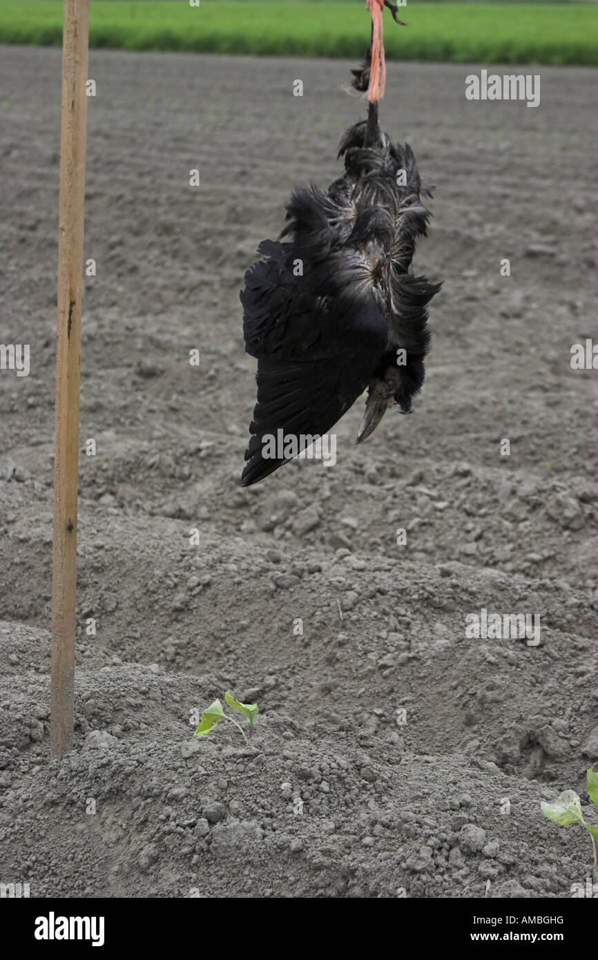 Dead rook as a bogle hi-res stock photography and images - Alamy