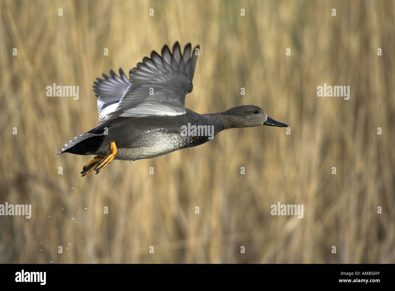 gadwall (Anas strepera), male flying up, Netherlands, Frisia Stock ...