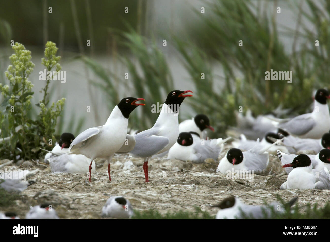 mediterranean gull (Larus melanocephalus), breeding colony, couple ...