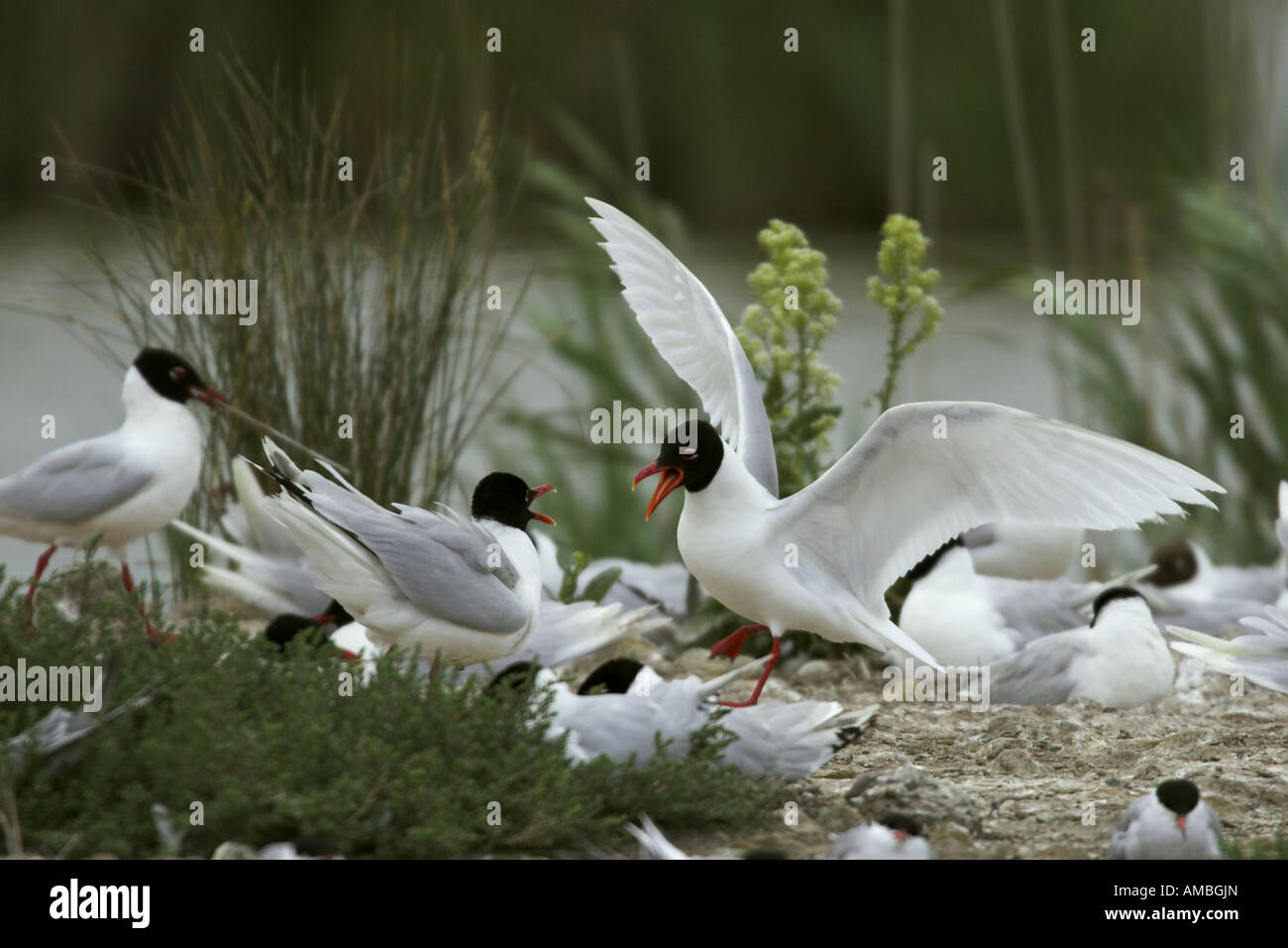 mediterranean gull (Larus melanocephalus), breeding colony, rivalry ...