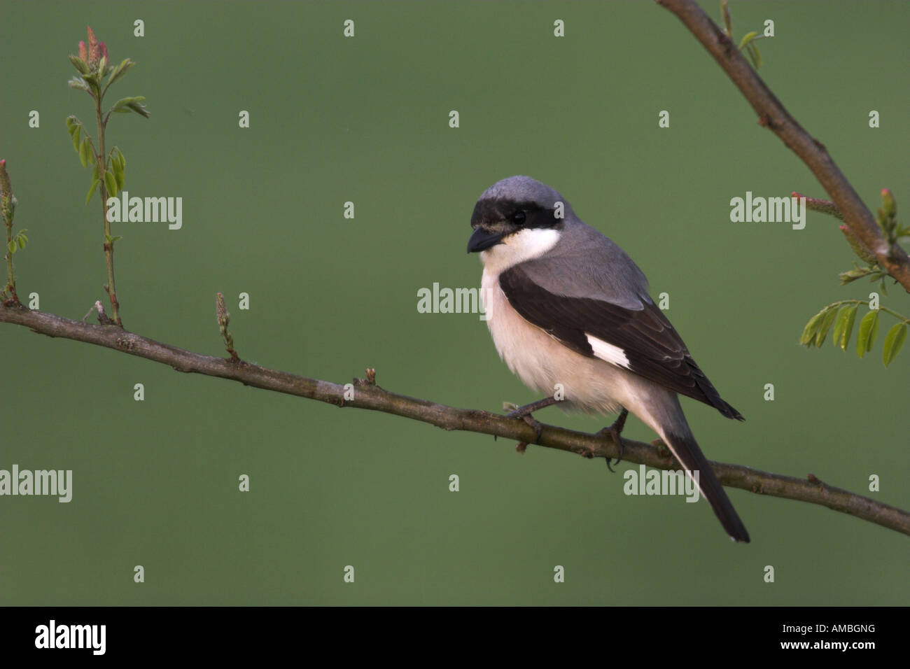 lesser grey shrike (Lanius minor), sitting in a shrub, Greece ...