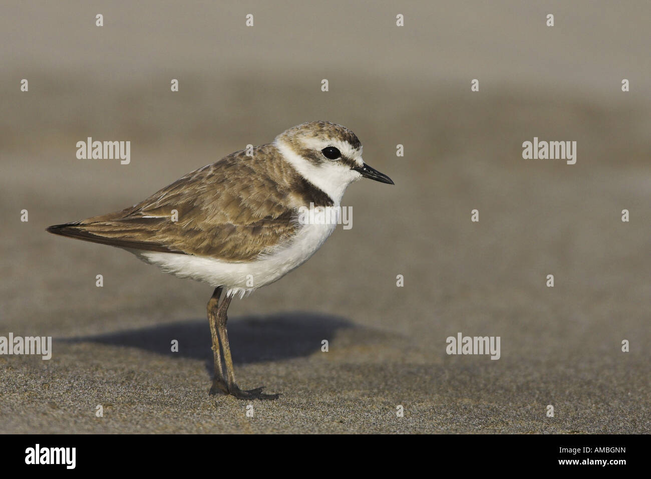 kentish plover (Charadrius alexandrinus), portrait, France, Camargue ...