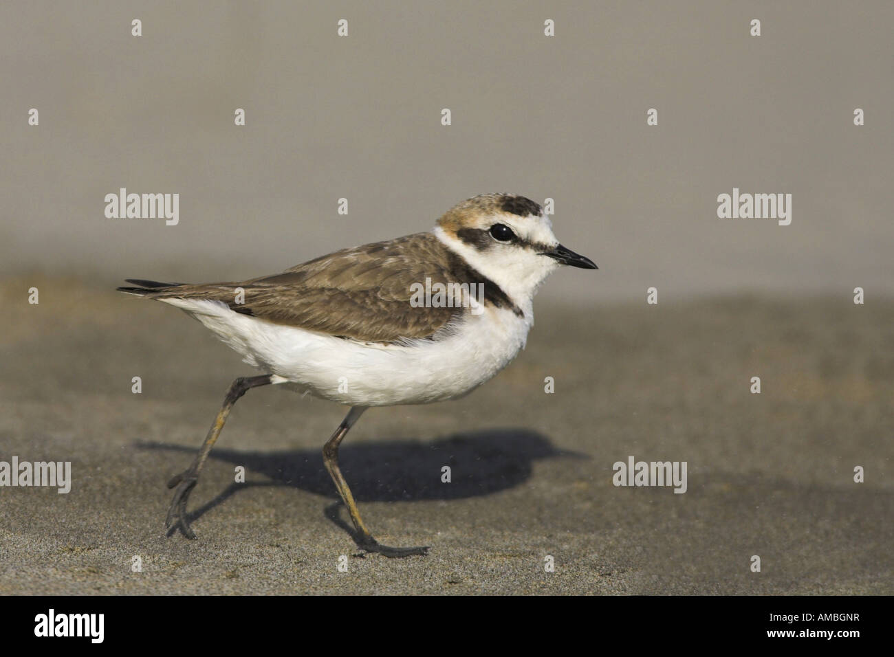 kentish plover (Charadrius alexandrinus), male running, France ...
