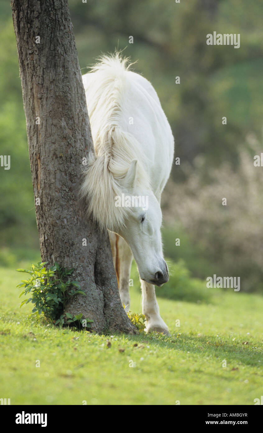 Horse family tree hi-res stock photography and images - Alamy