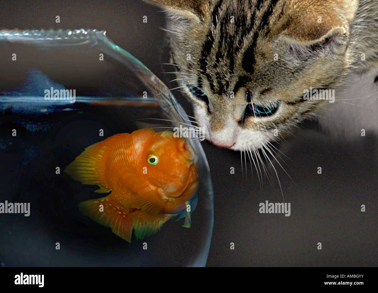 Cat fishbowl hi-res stock photography and images - Alamy