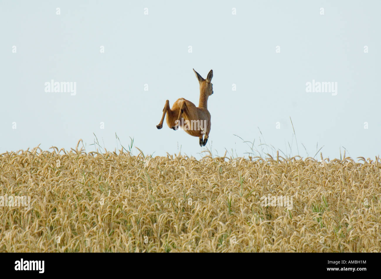 roe deer - jumping in cornfield Stock Photo - Alamy
