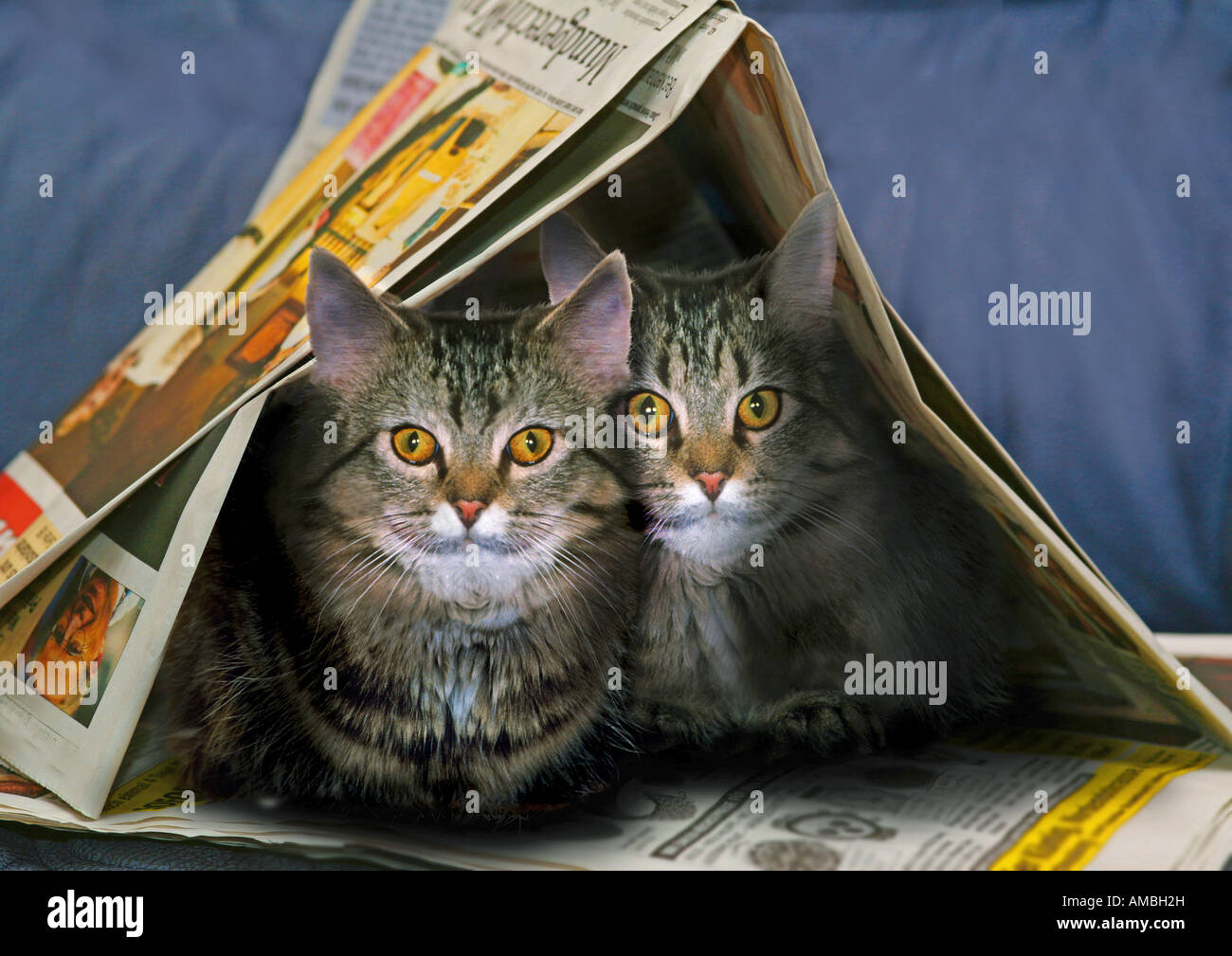 two cats under newspaper Stock Photo - Alamy