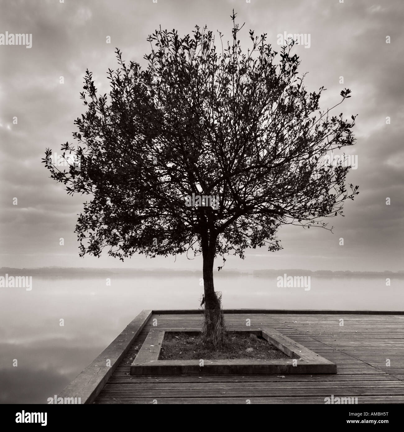 A single tree grows on a jetty with the quite evening lake behind Stock ...