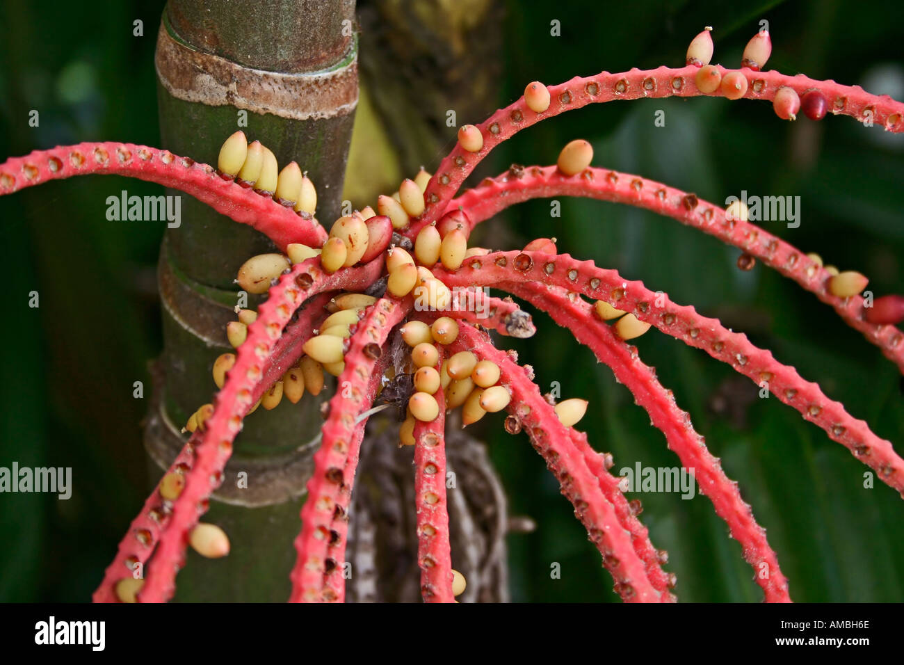 Palm flower fruits Stock Photo - Alamy