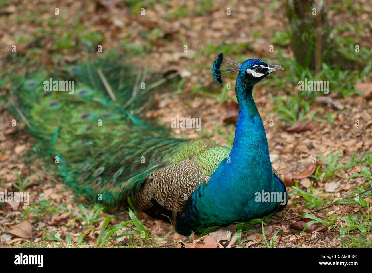 Indian peacock feather hi-res stock photography and images - Alamy