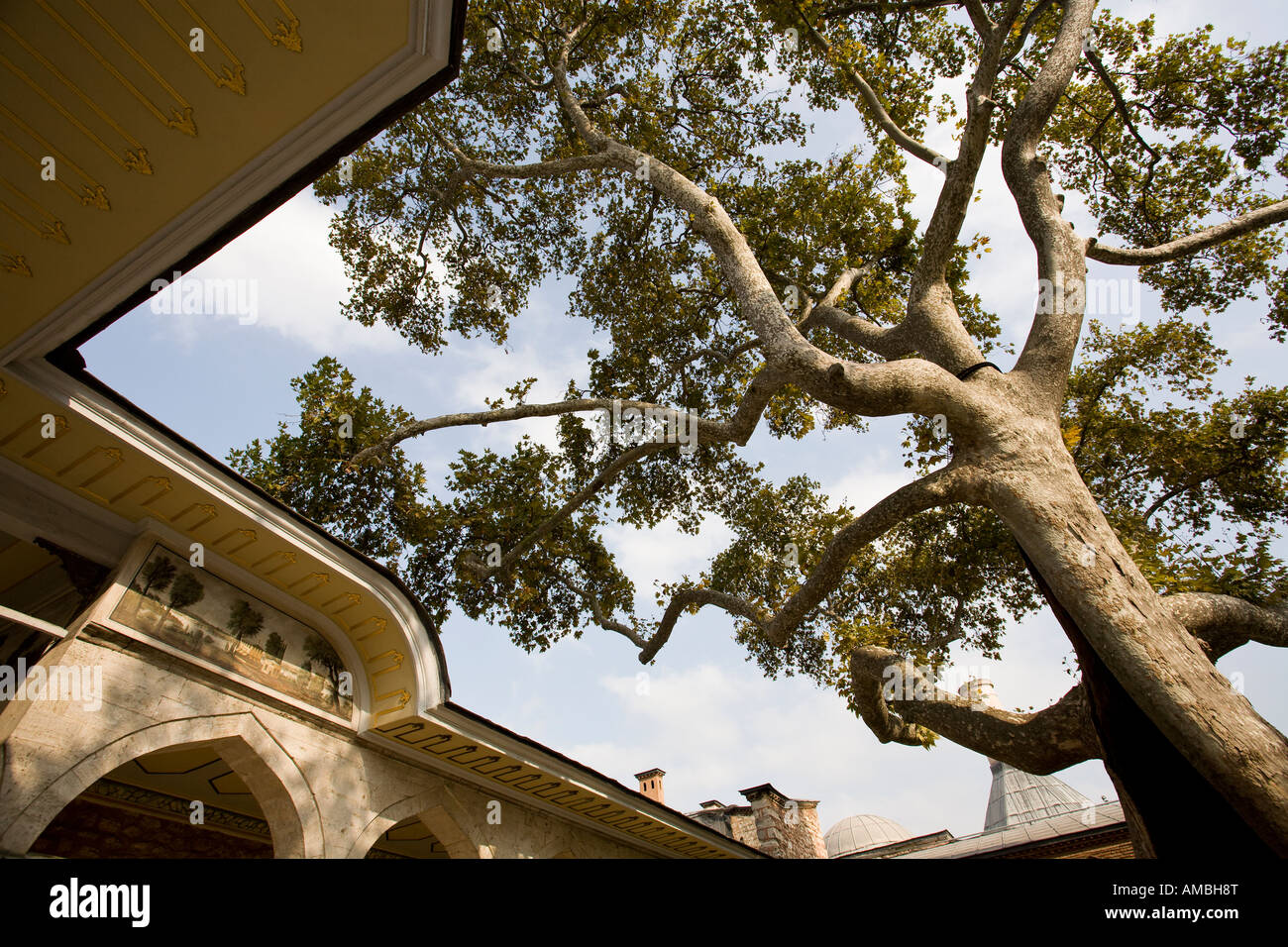 Second Court Tree A huge old ancient plane tree spreads its branches ...