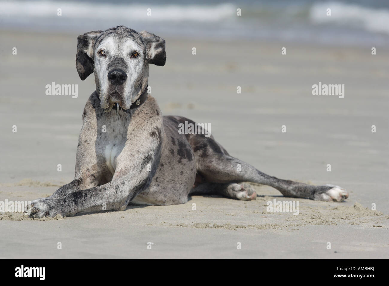 Great Dane dog - lying Stock Photo - Alamy
