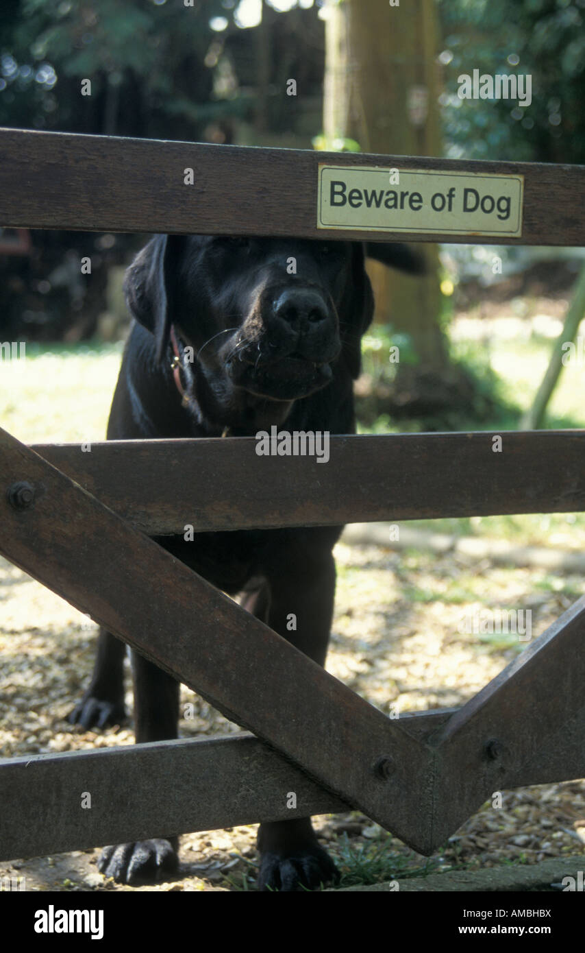 Beware Of The Labrador High Resolution Stock Photography and Images - Alamy