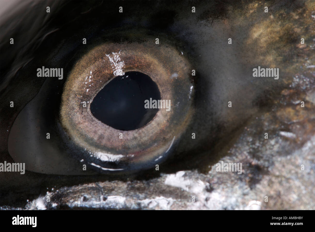 Closeup of trout s eye Stock Photo - Alamy