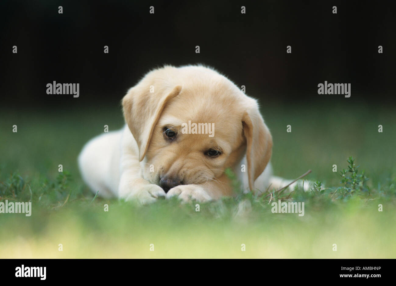 Labrador Retriever (Canis lupus familiaris), puppy lying on grass while ...