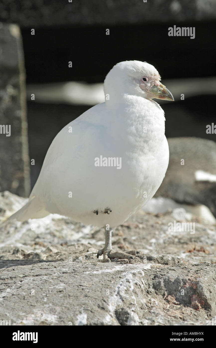 snowy sheatbill / Chionis alba Stock Photo - Alamy