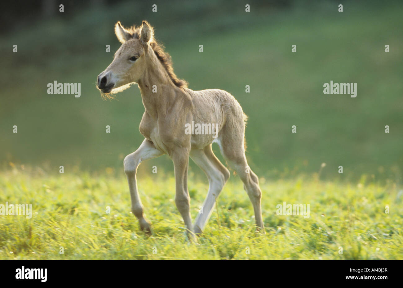 Newborn Horse Walking