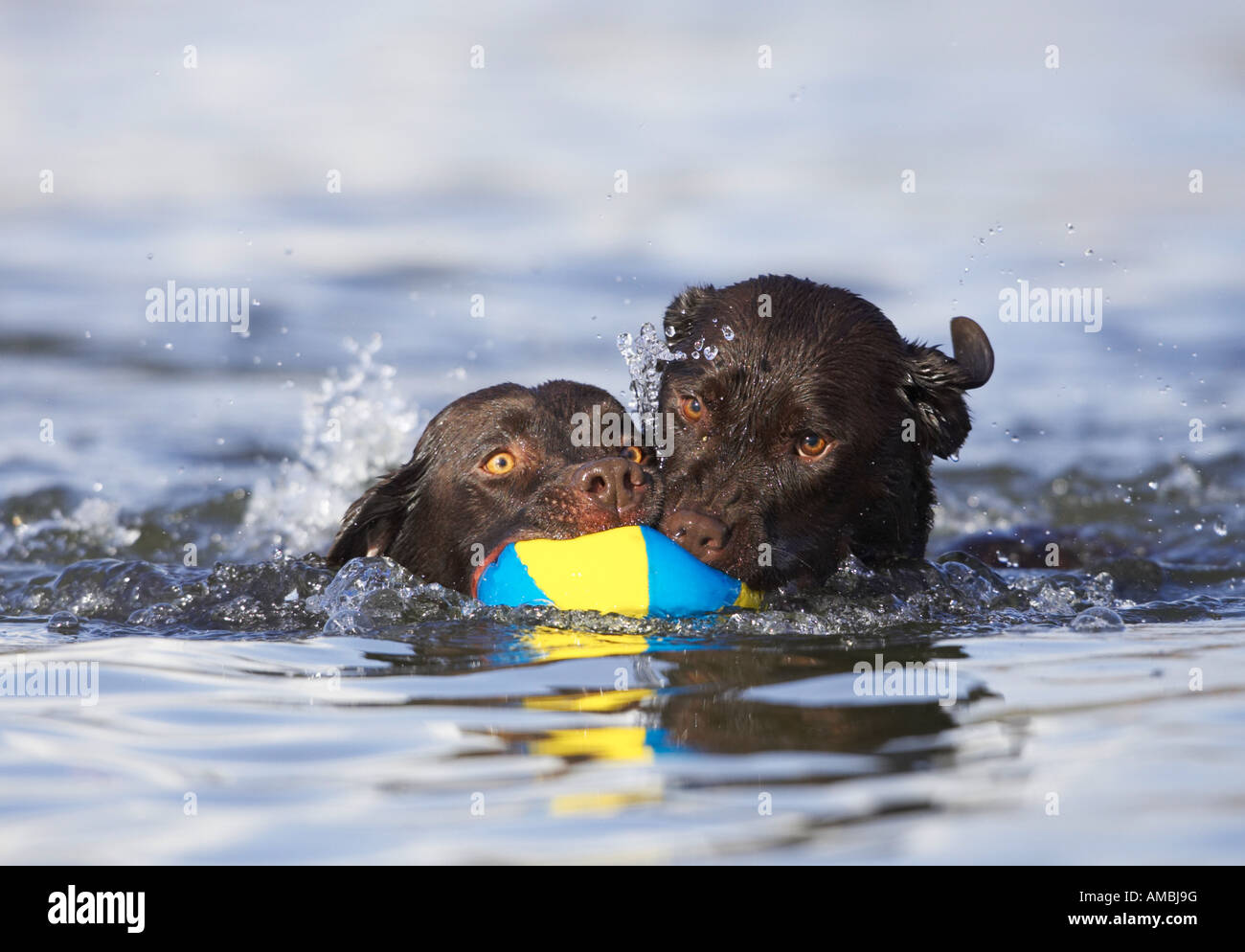 Two dogs in water hi-res stock photography and images - Alamy