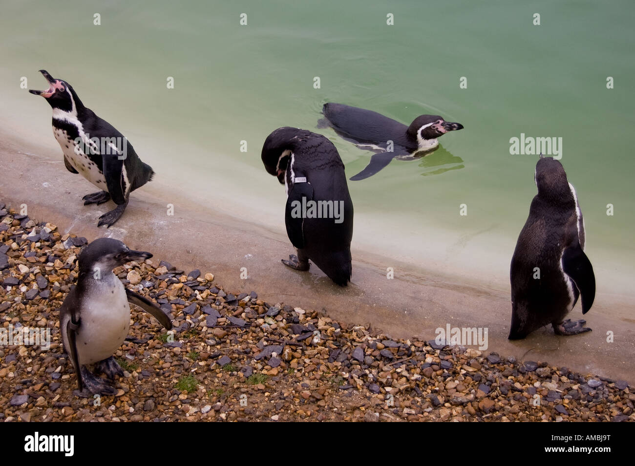 5 penguins hi-res stock photography and images - Alamy