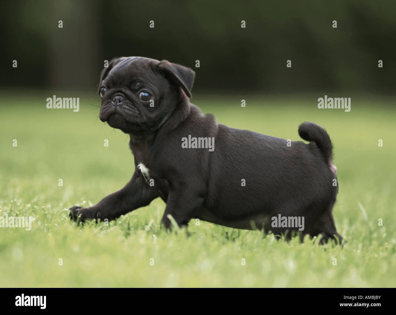 pug dog - puppy walking on meadow Stock Photo - Alamy